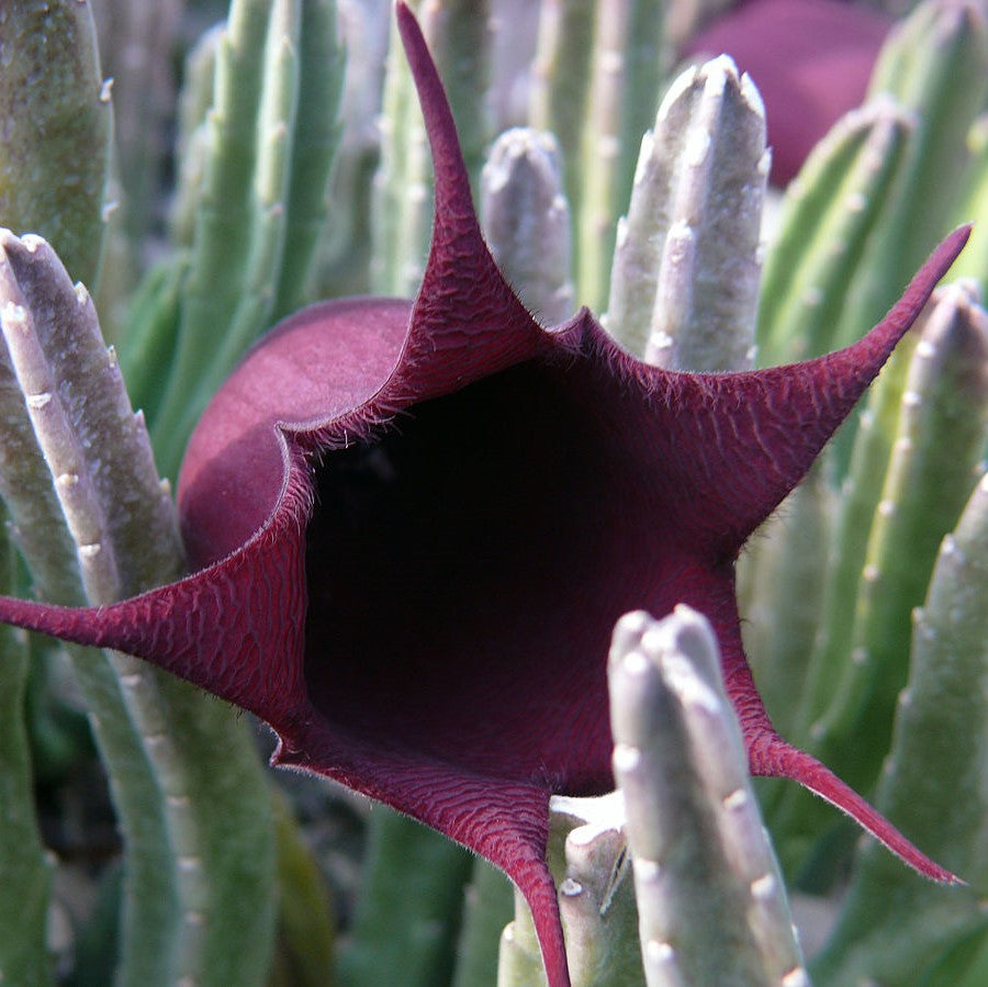 Carrion Flowers – Lone Star Nursery