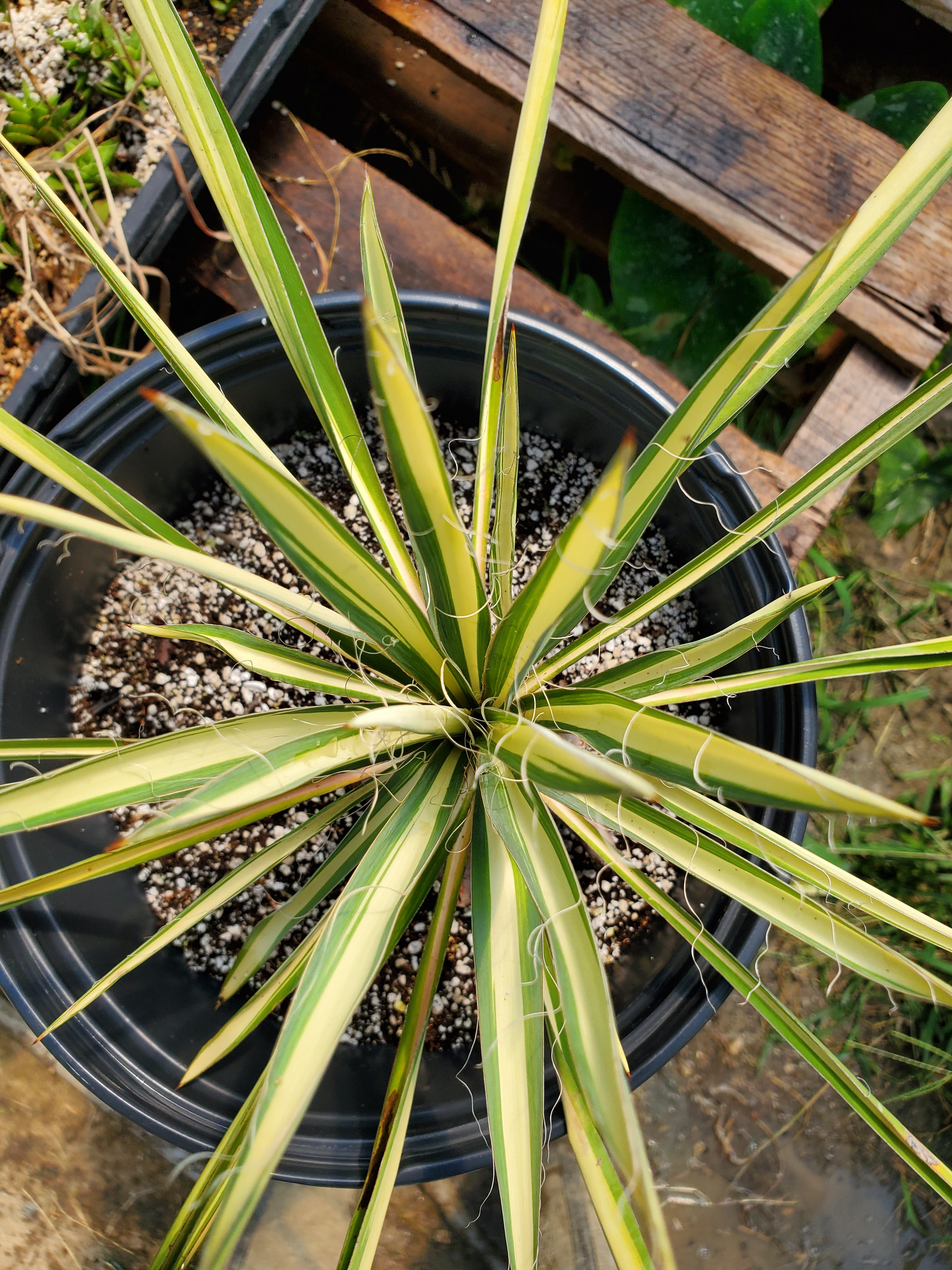 Yucca – Lone Star Nursery