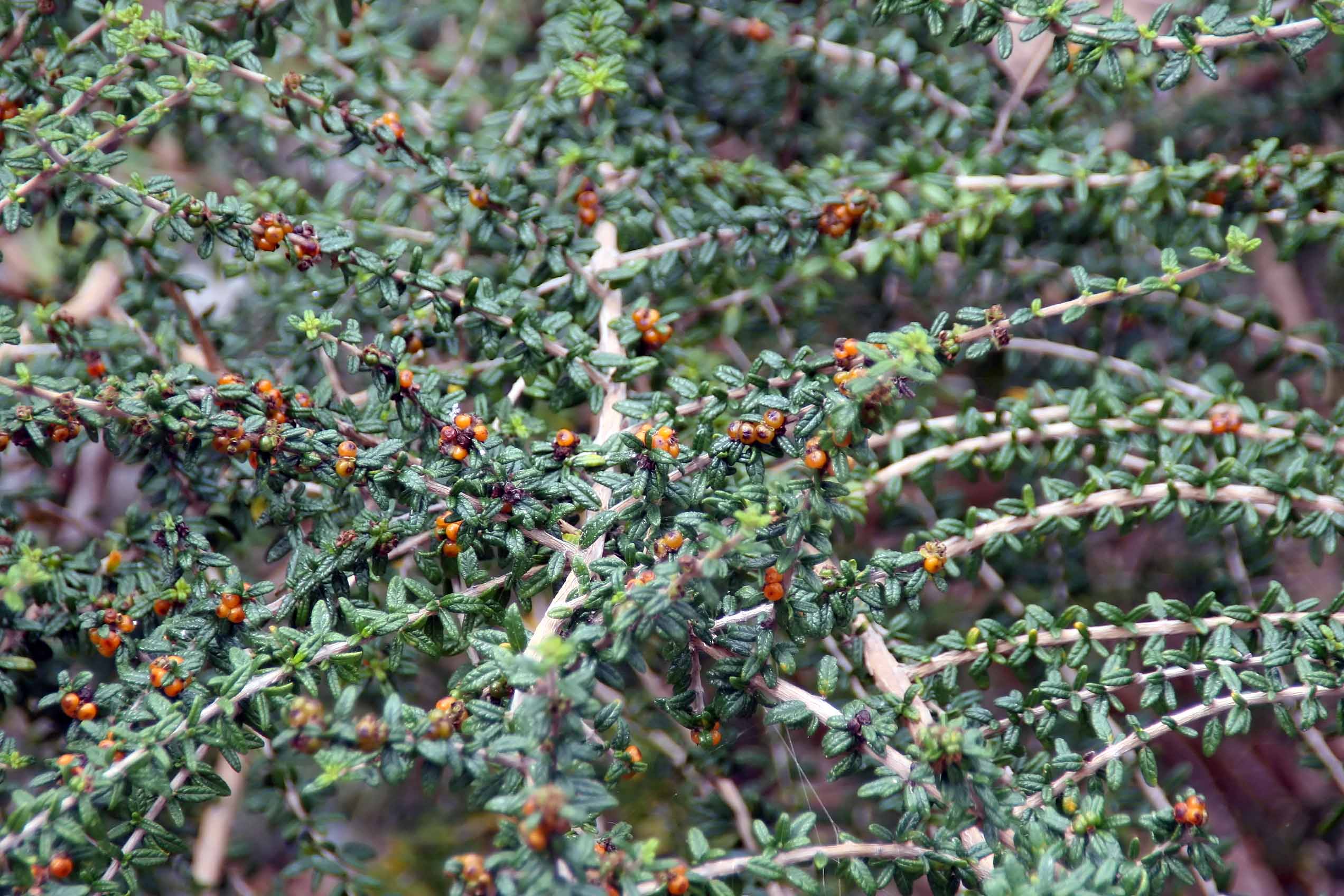 Tea – Lone Star Nursery