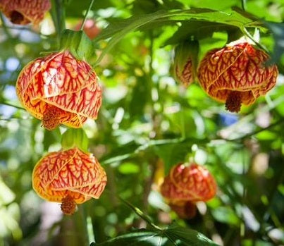 Flowering Maple – Lone Star Nursery
