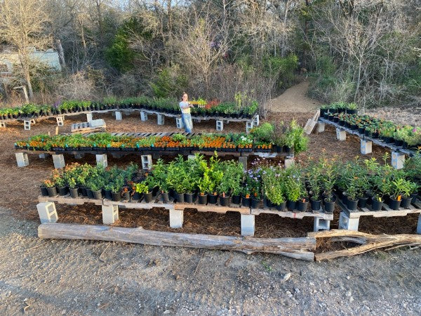 Lone Star Nursery | Austin's Original Green Thumb | Plant Delivery