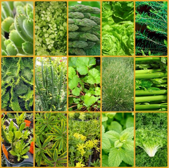 Shop All – Lone Star Nursery