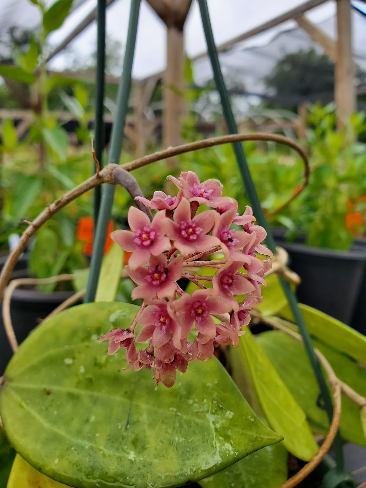 Hoya hanhiae 'Pink' - Plant Delivery San Marcos – Lone Star Nursery
