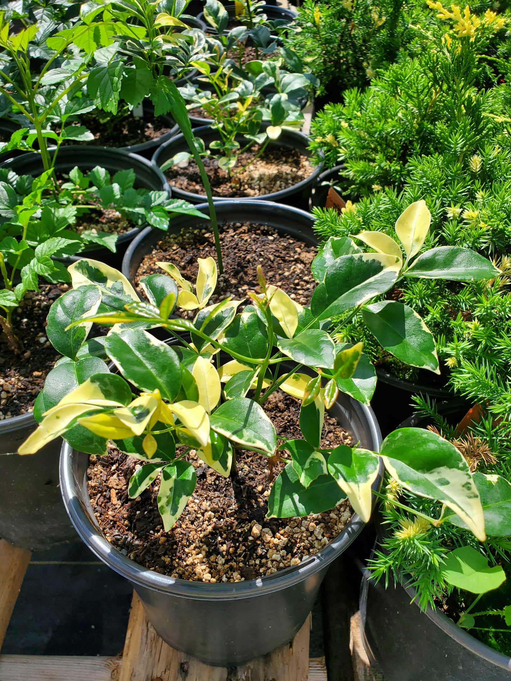 Pandorea jasminoides 'Variegata' --Variega - Plant Delivery San Marcos ...