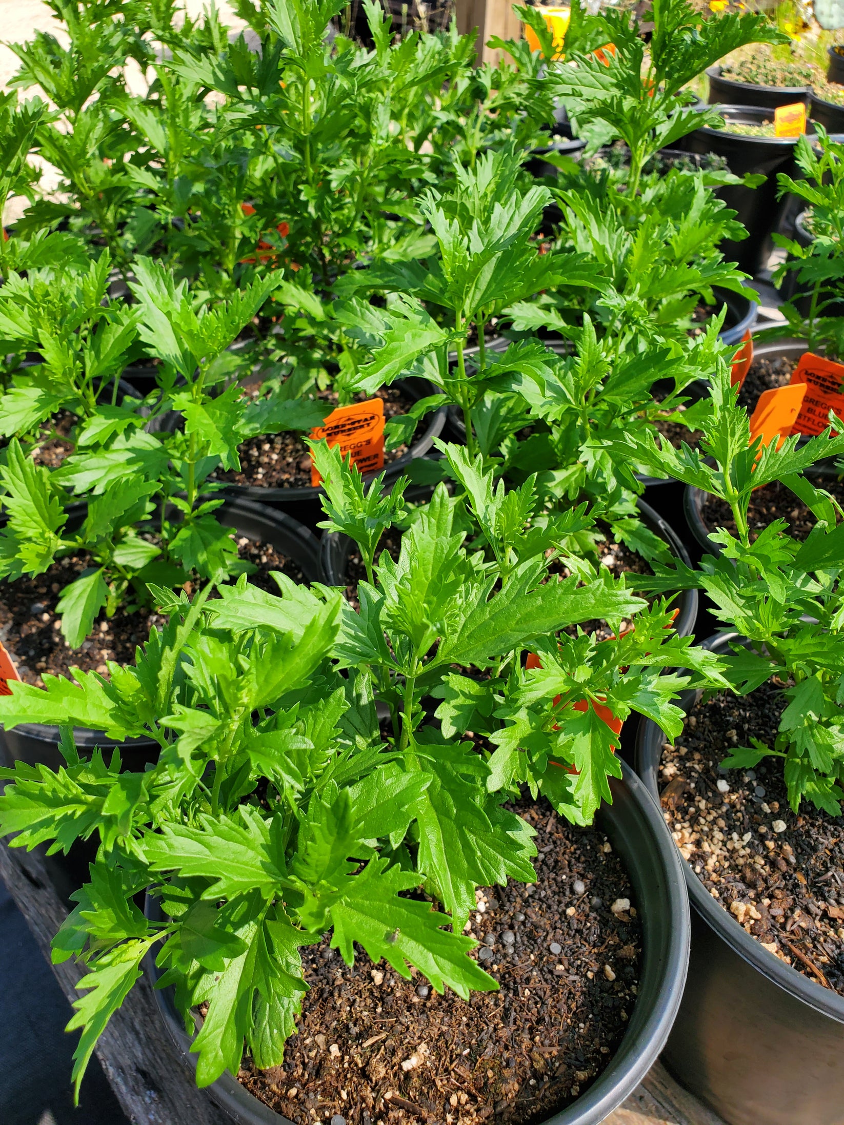 Conoclinium greggii --Gregg's Blue Mistflower-- - Plant Delivery – Lone ...