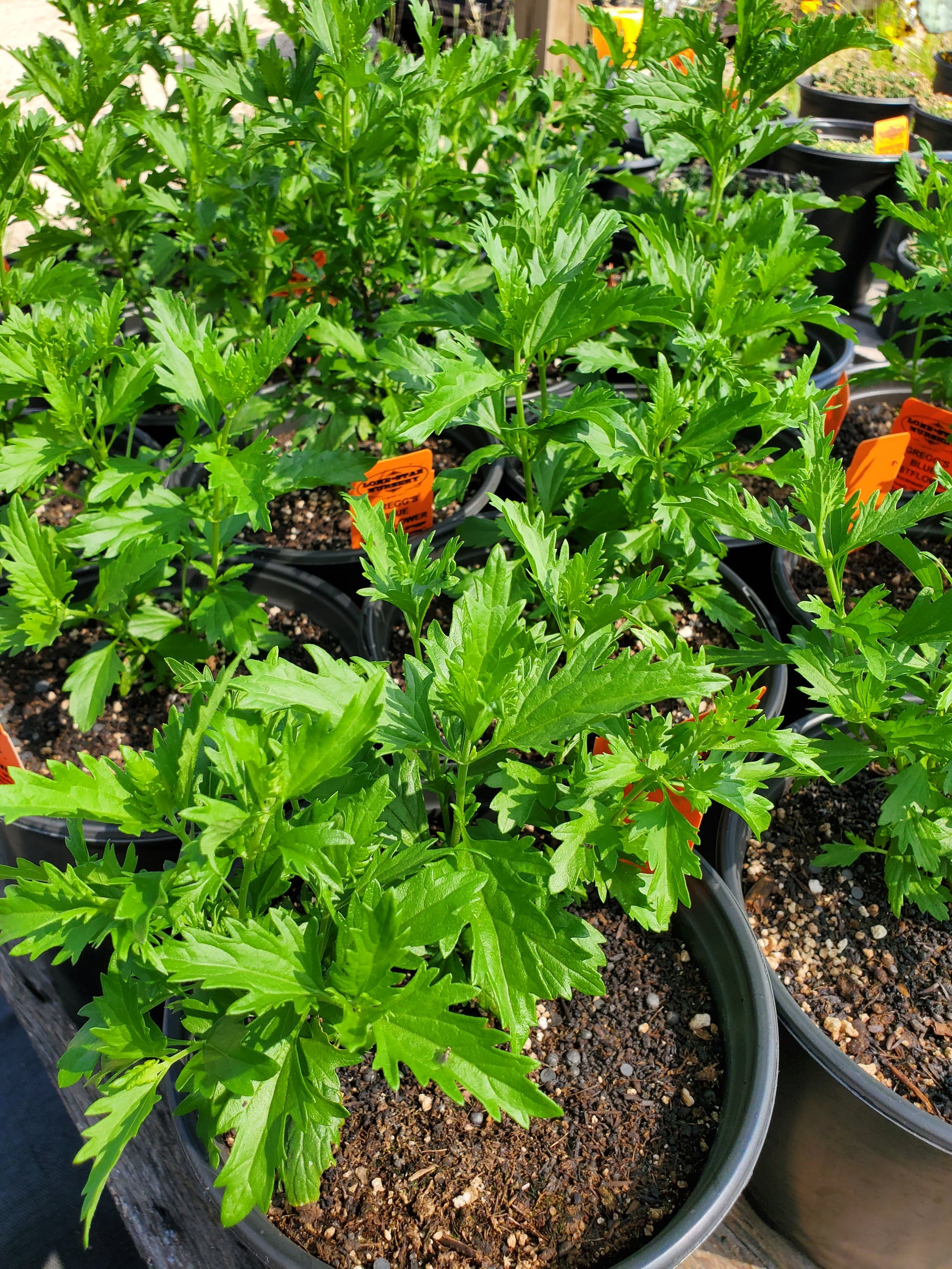 Conoclinium greggii --Gregg's Blue Mistflower-- - Plant Delivery – Lone ...