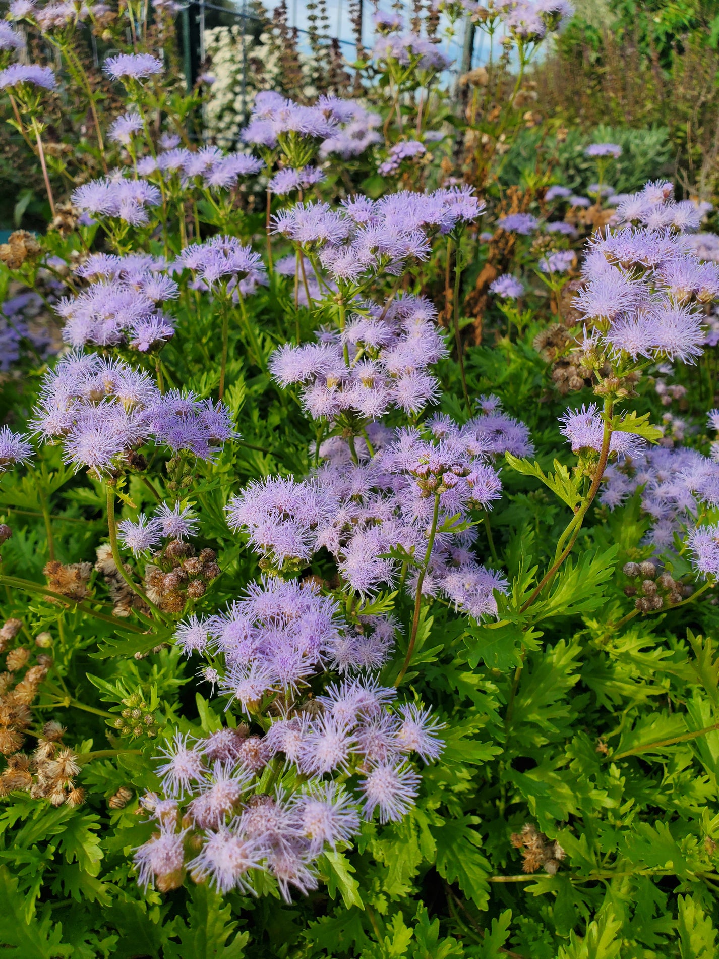 Conoclinium greggii --Gregg's Blue Mistflower-- - Plant Delivery – Lone ...