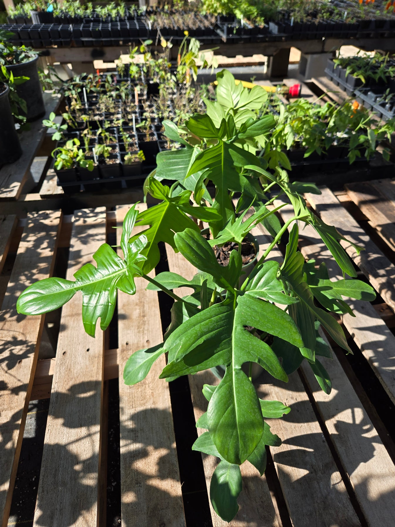 Philodendron pedatum --Oak Leaf Philodendron-- - Plant Delivery – Lone ...
