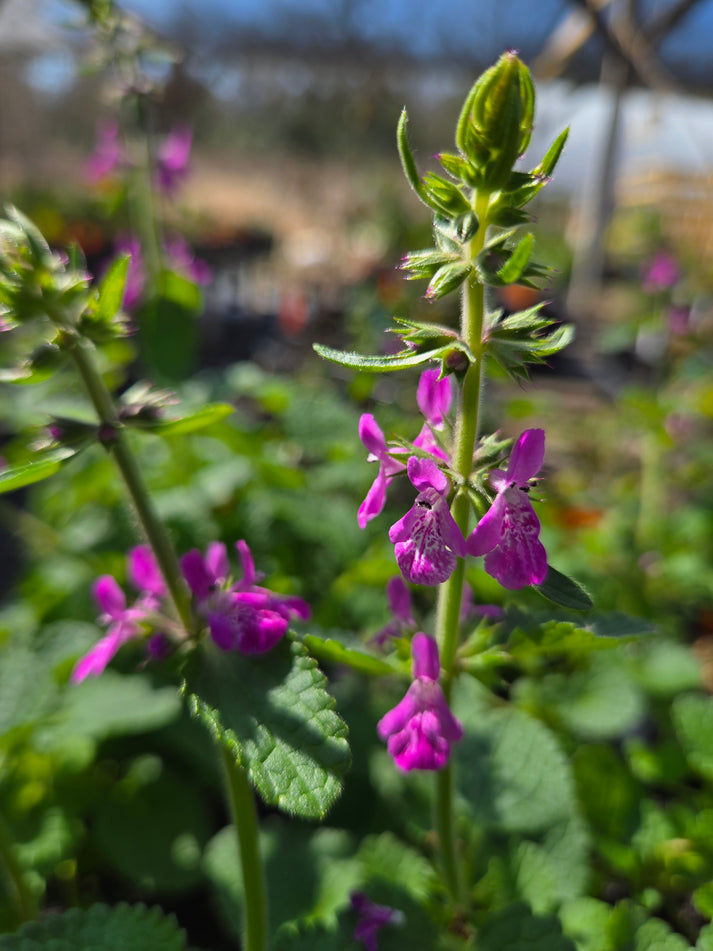 Stachys officinalis 'Pink Cotton Can - Plant Delivery Dripping Springs ...