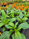 Penstemon tenuis --Brazos Penstemon-- - Lone Star Growers – Lone Star ...