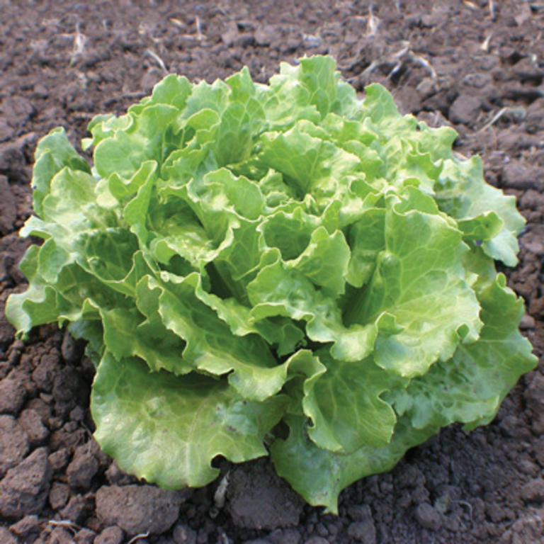 LETTUCE 'Nevada' - Plant Delivery – Lone Star Nursery