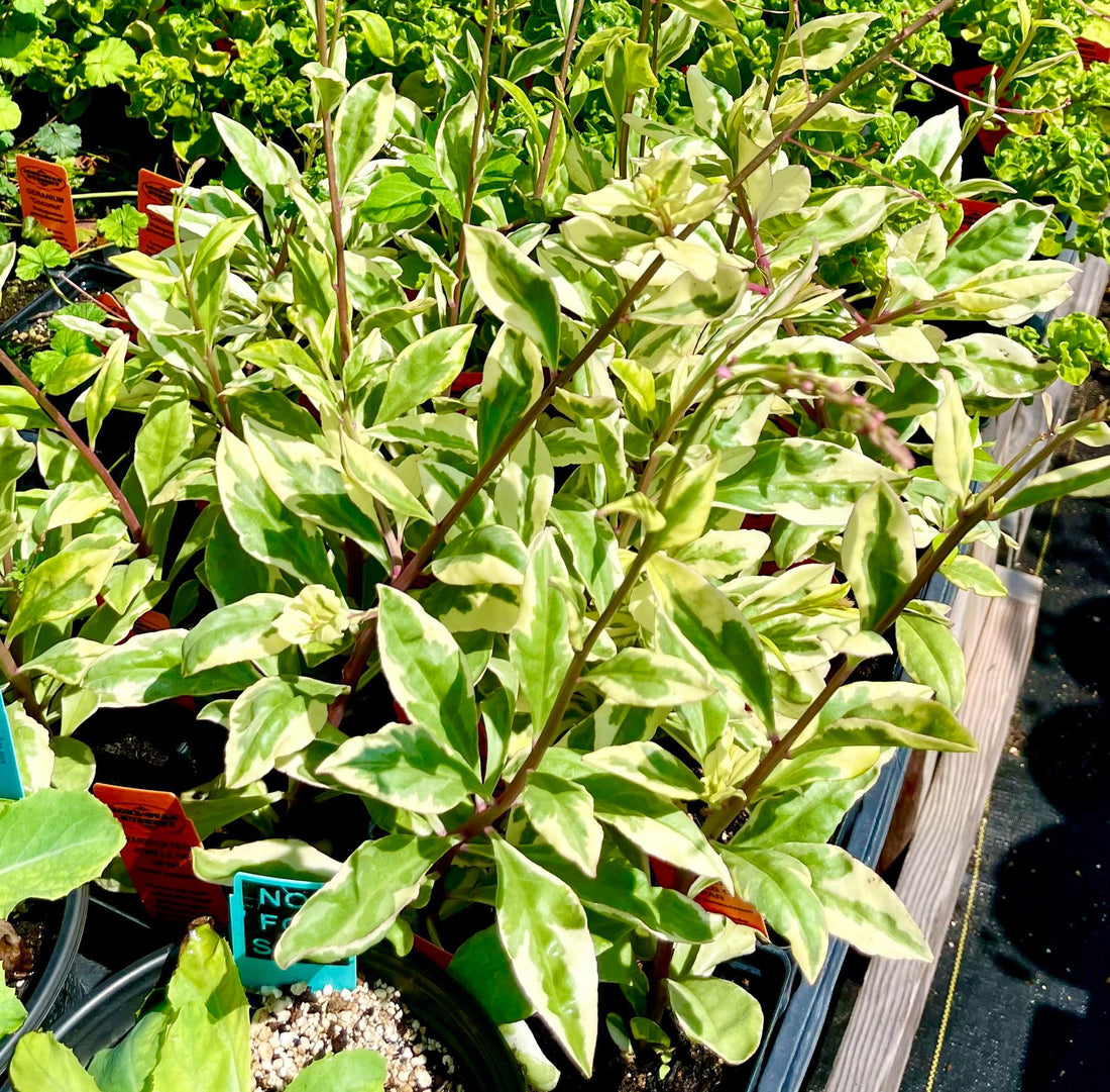 JEWELS OF OPAR 'Variegated' --Talinum paniculatum-- - Texas Nursery ...