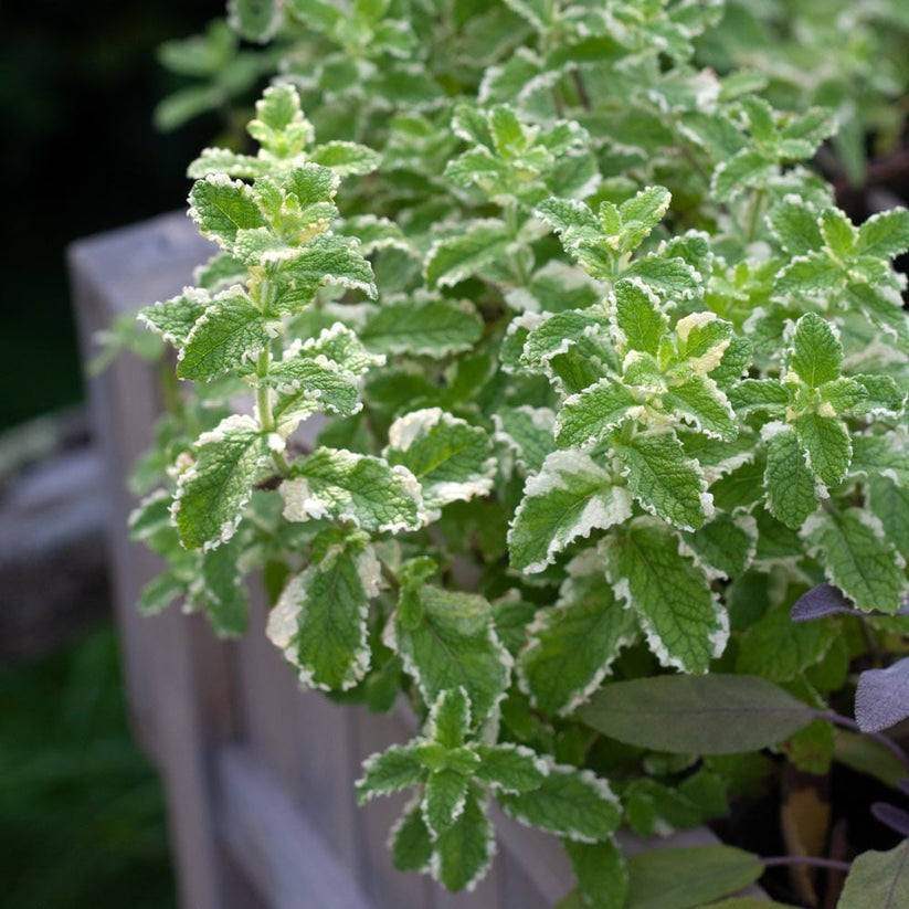 MINT 'Pineapple' --Mentha suaveolens 'Variegata'-- - Texas Nursery ...