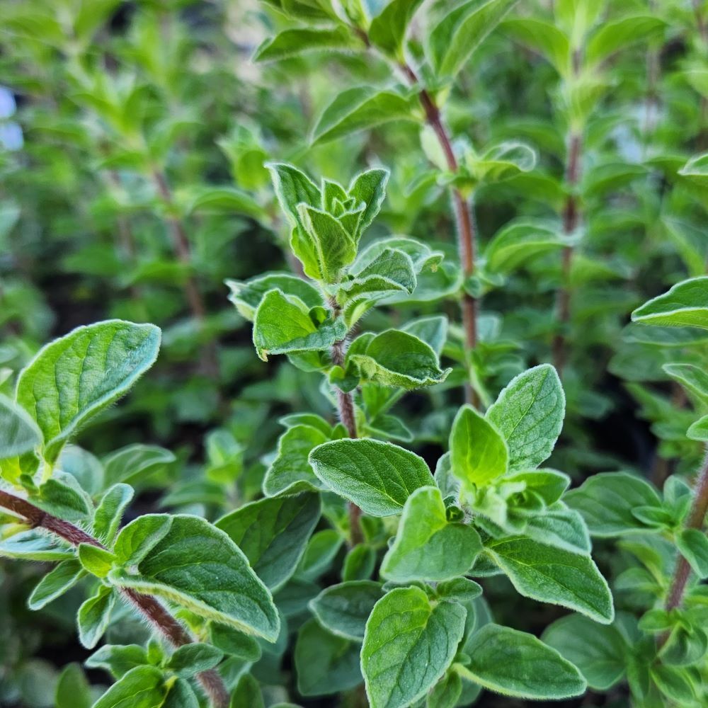 ZAATAR --Origanum syriacum-- - Plant Delivery Elgin – Lone Star Nursery
