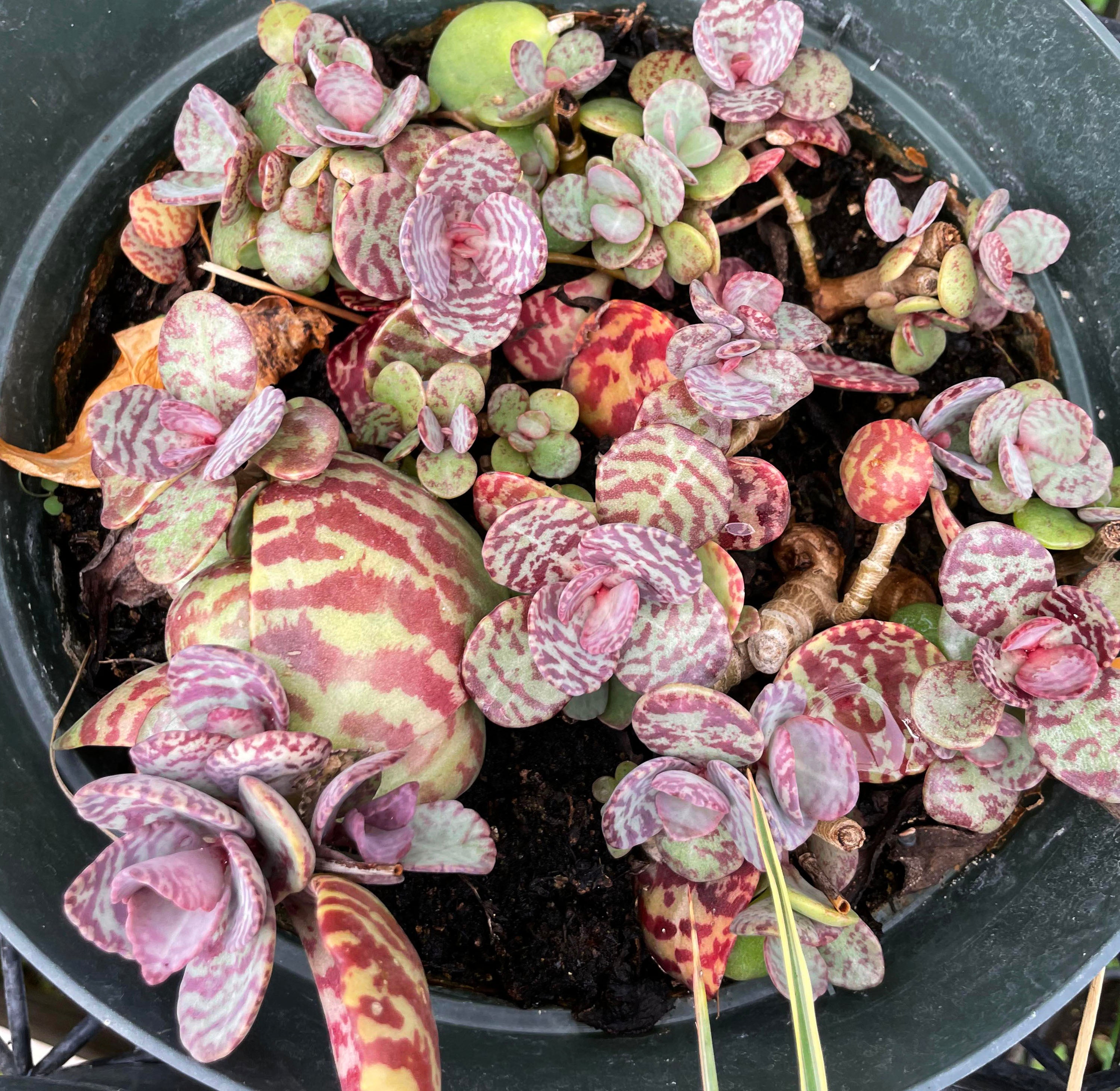 Kalanchoe humilis 'Desert Surprise' - Lone Star Nursery