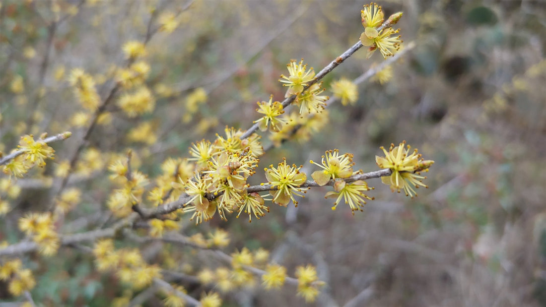 Forestera pubescens --Elbow Bush-- - Local Nursery – Lone Star Nursery