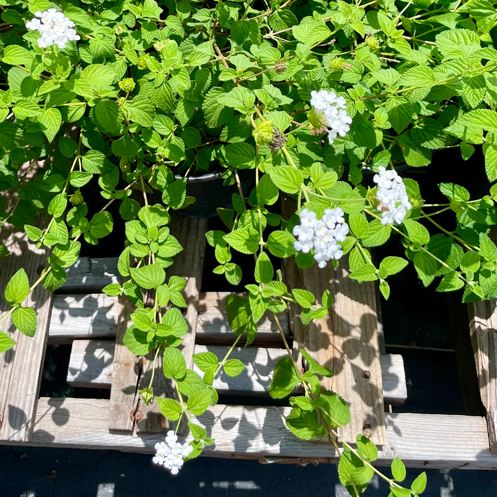 Lantana montevidensis --White Trailing Lantana - Plant Delivery Taylor ...