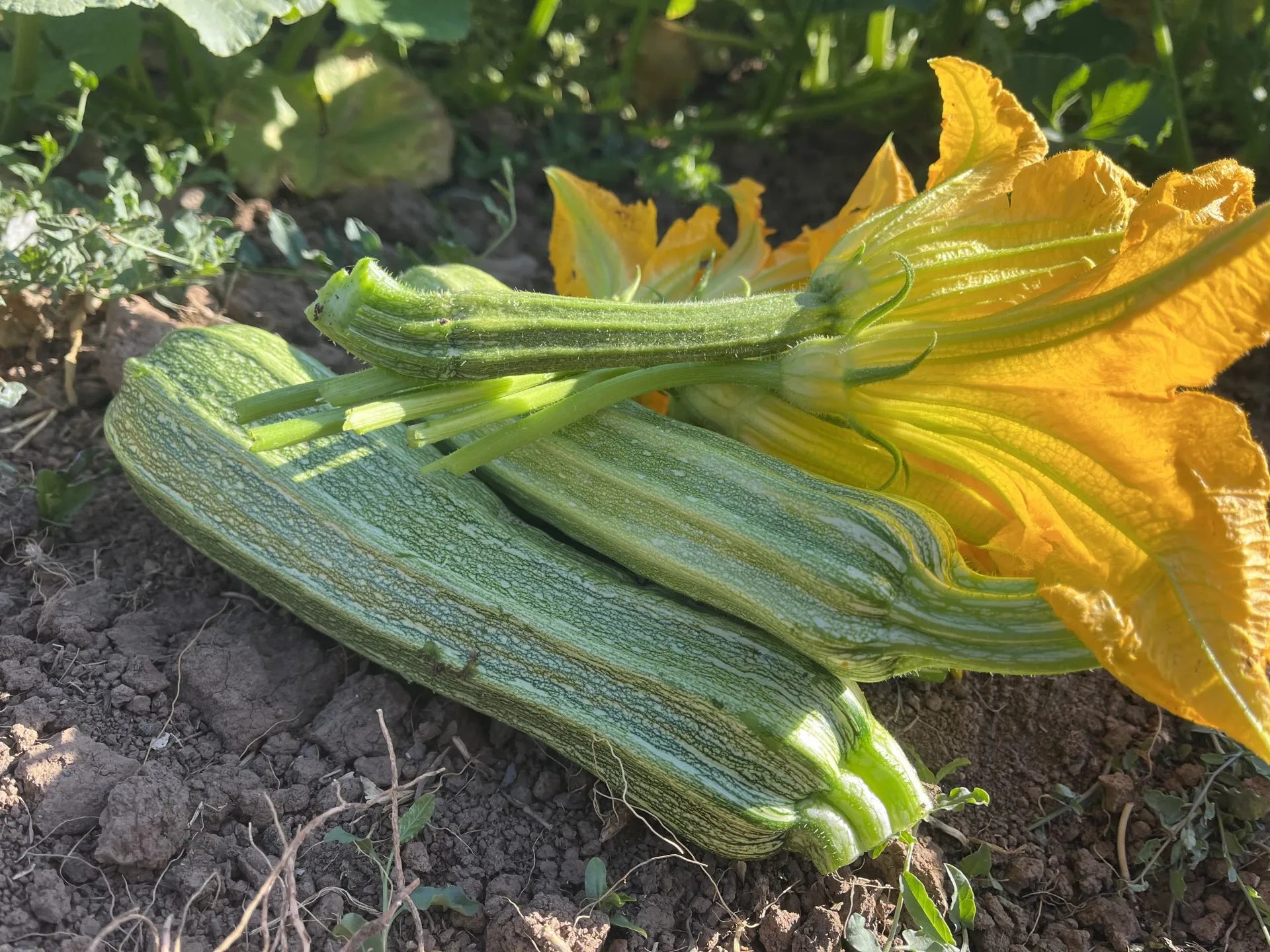 SQUASH 'Costata Romanesco' - Austin Plant Nursery – Lone Star Nursery