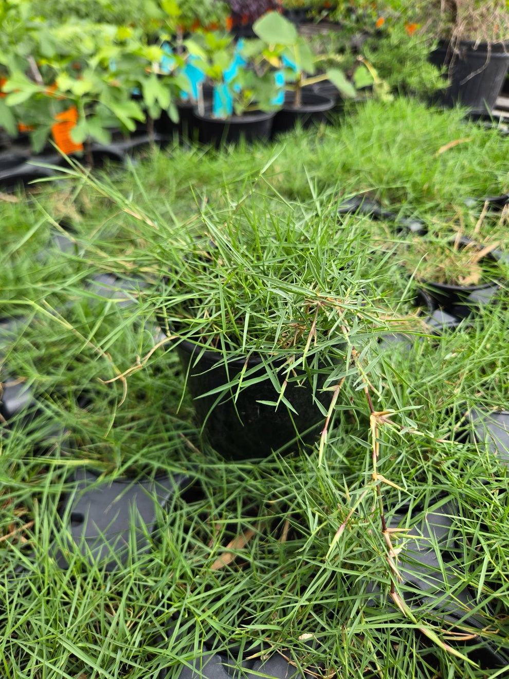 Zoysia ternifolia --Dwarf Korean Lawn Grass-- – Lone Star Nursery