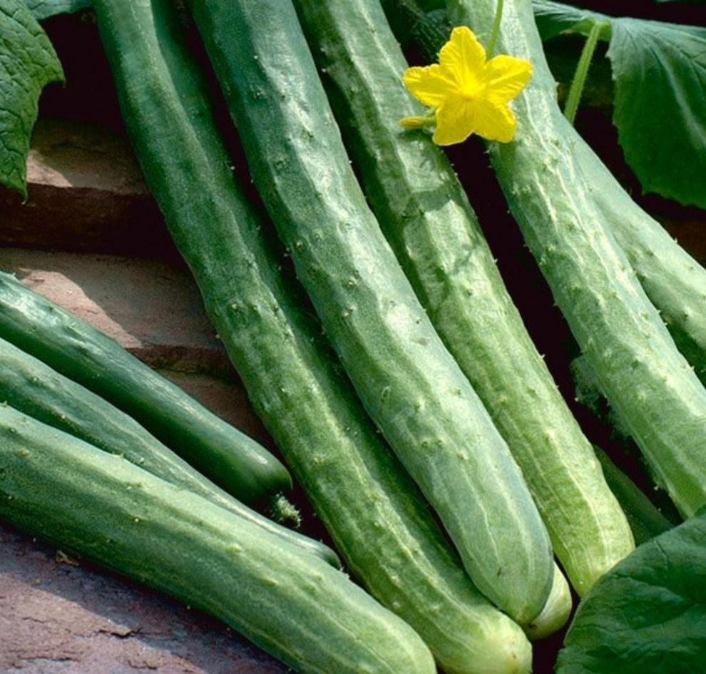 CUCUMBER 'Southern Delight' – Lone Star Nursery