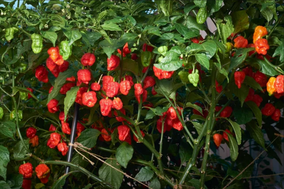 PEPPER 'Genghis Khan Brain' - Lone Star Gardening – Lone Star Nursery