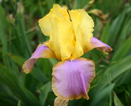 Iris germanica --Sunset Sky Bearded Iris-- - Nursery Lockhart – Lone ...