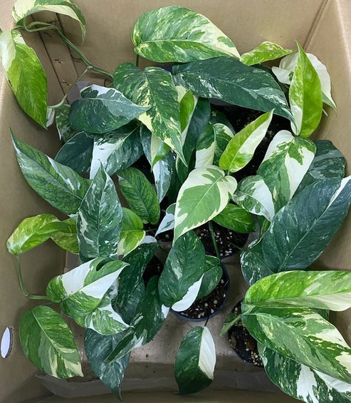 Epipremnum pinnatum --Albo Pothos-- - Garden Center – Lone Star Nursery