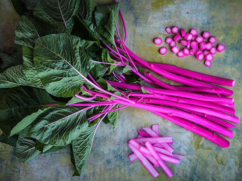 AMARANTH 'Pink Beauty' - Local Nursery – Lone Star Nursery