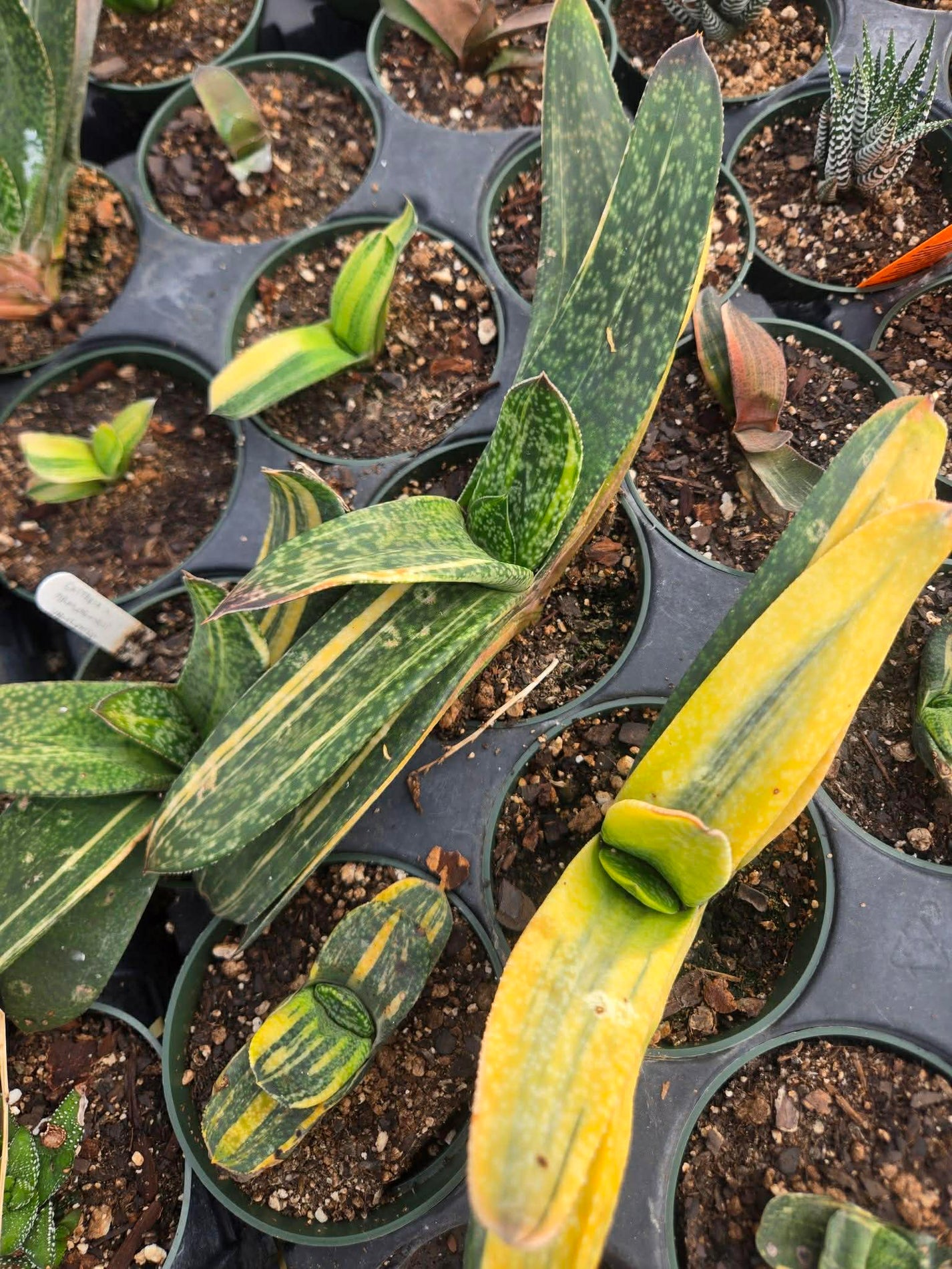 Gasteria Nitida Var Armstrongii