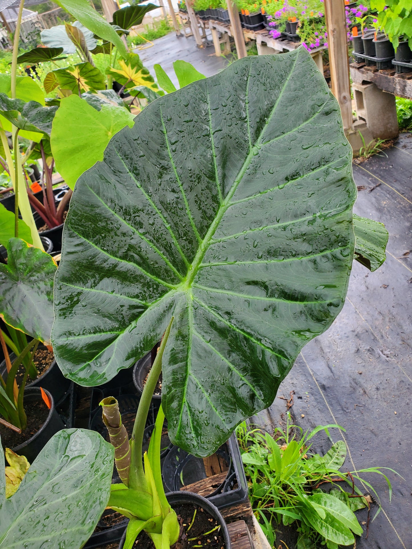 Alocasia odora x. reginula --Royalty Elephant Ear-- – Lone Star Nursery