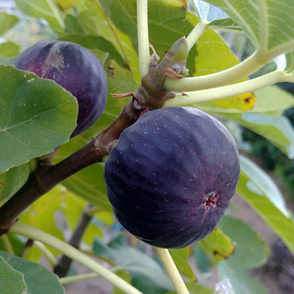 FIG 'Beer's Black' --Ficus carica-- - Gardening Delivery – Lone Star ...