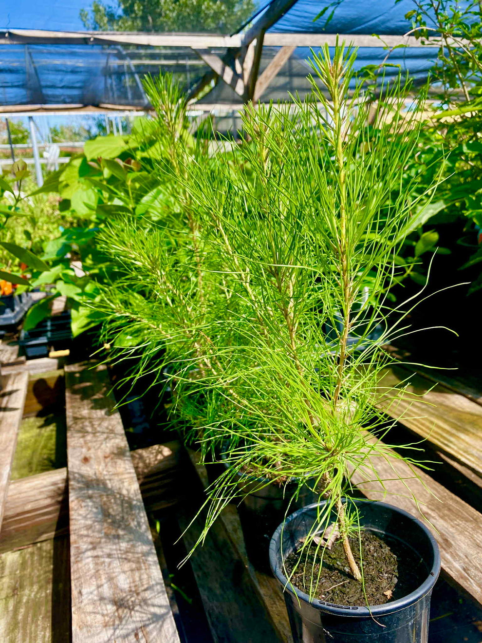Pinus taeda --Improved Loblolly Pine-- - Plant Delivery Manor – Lone ...