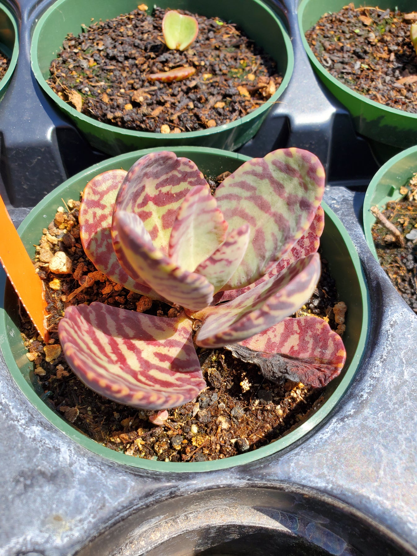 Kalanchoe humilis 'Desert Surprise' - Lone Star Nursery
