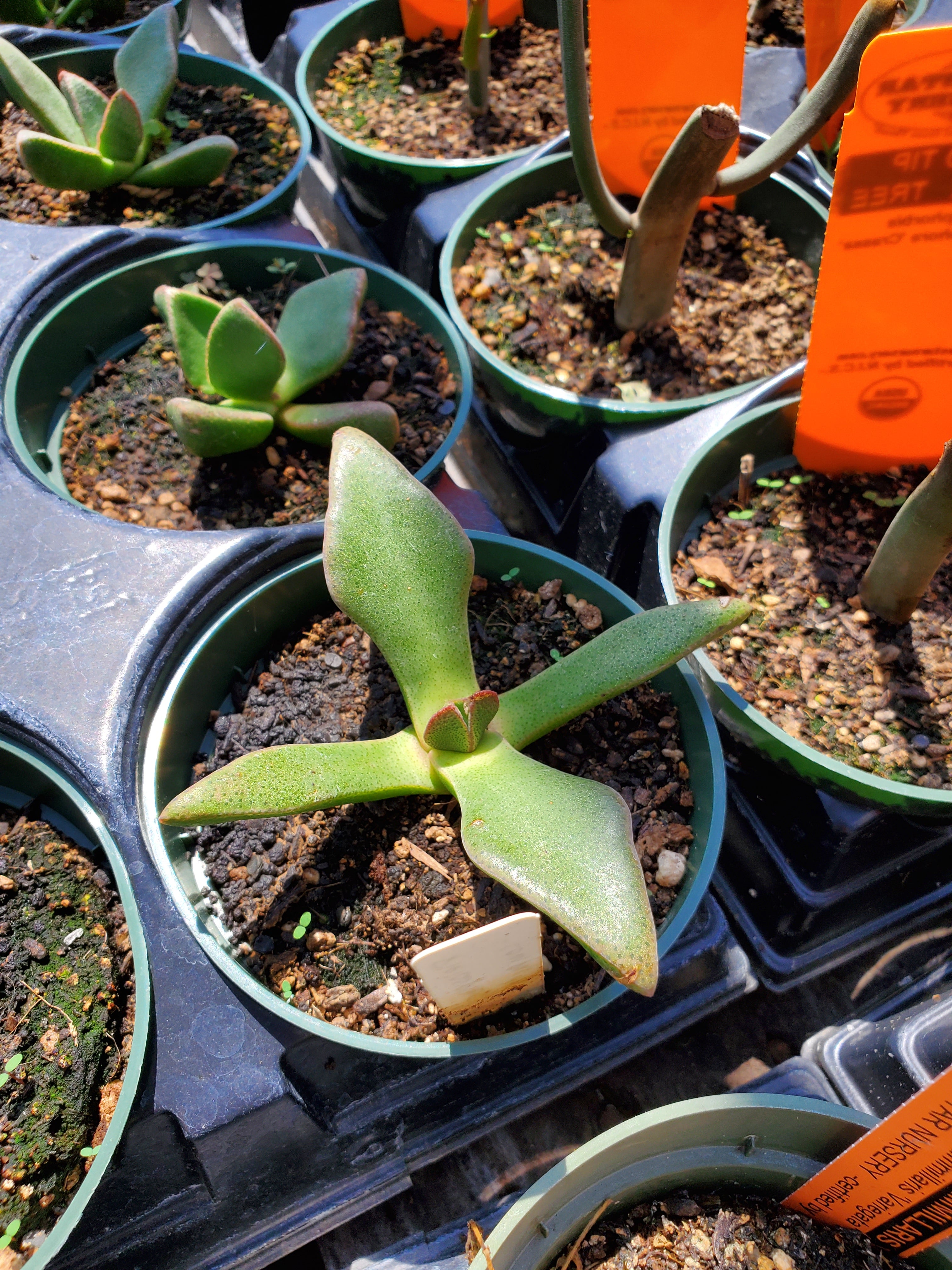 Pleiospilos compactus --Split Rock Mimicry Plant-- - Texas Nursery ...
