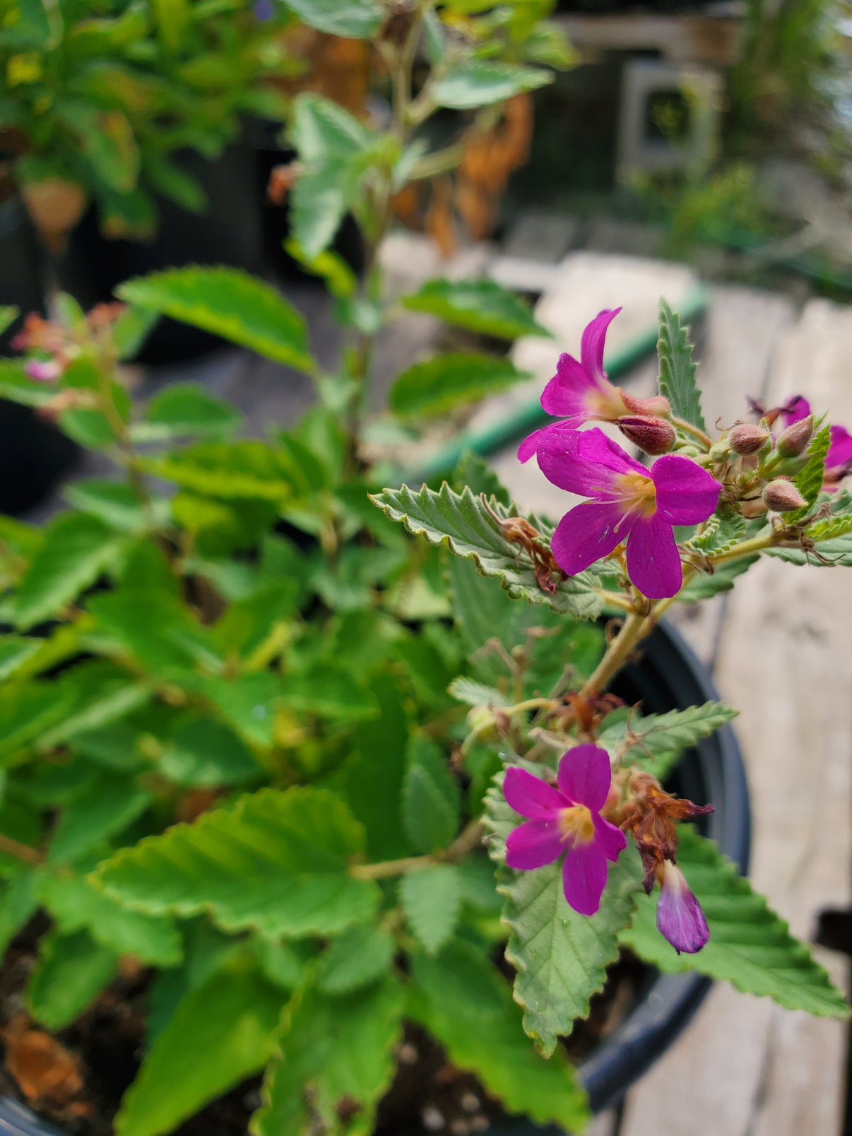 Melochia tomentosa --Pyramid Bush-- - Gardening Delivery – Lone Star ...