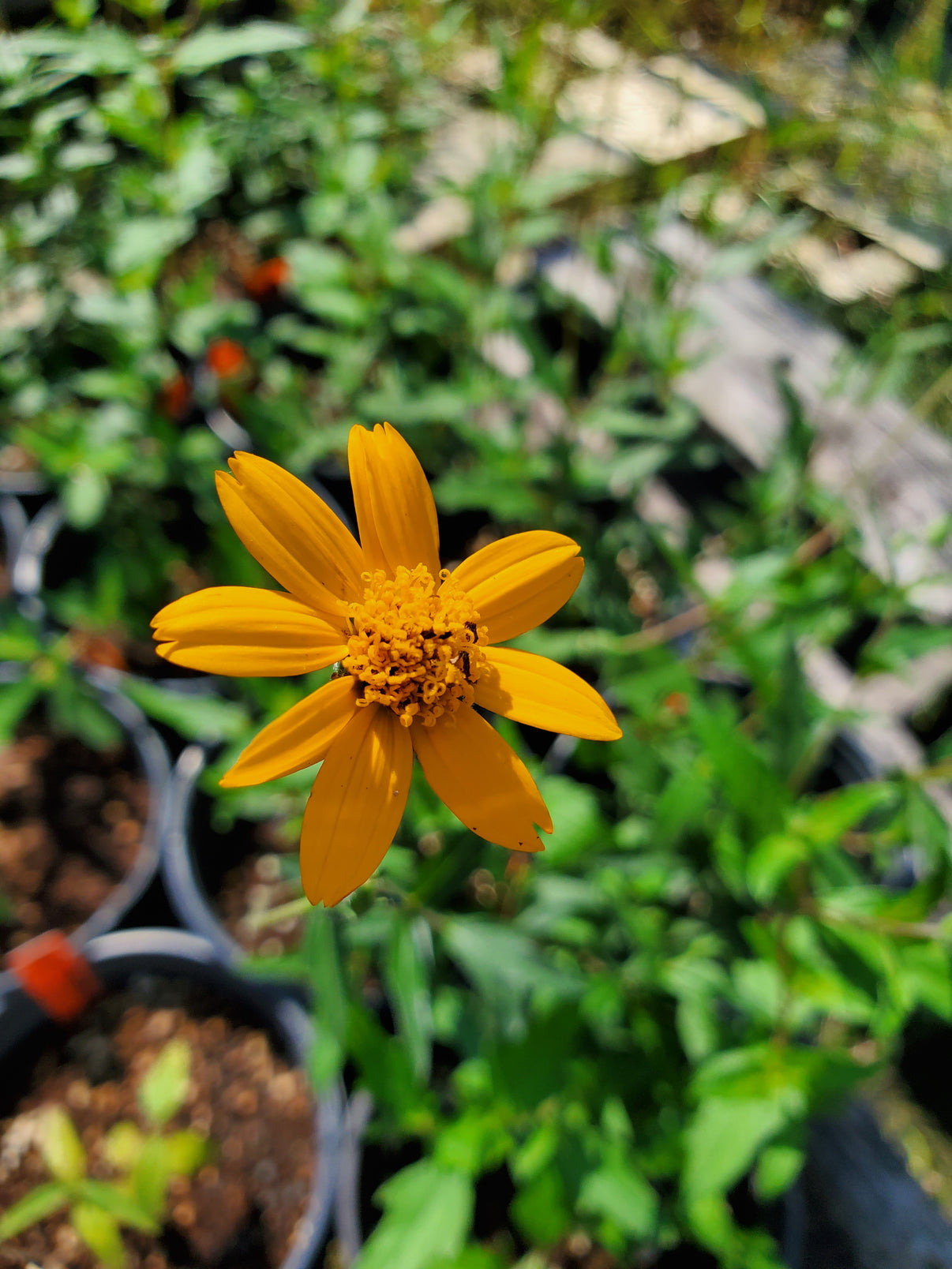 Wedelia texana --Zexmenia-- - Plant Delivery Elgin – Lone Star Nursery