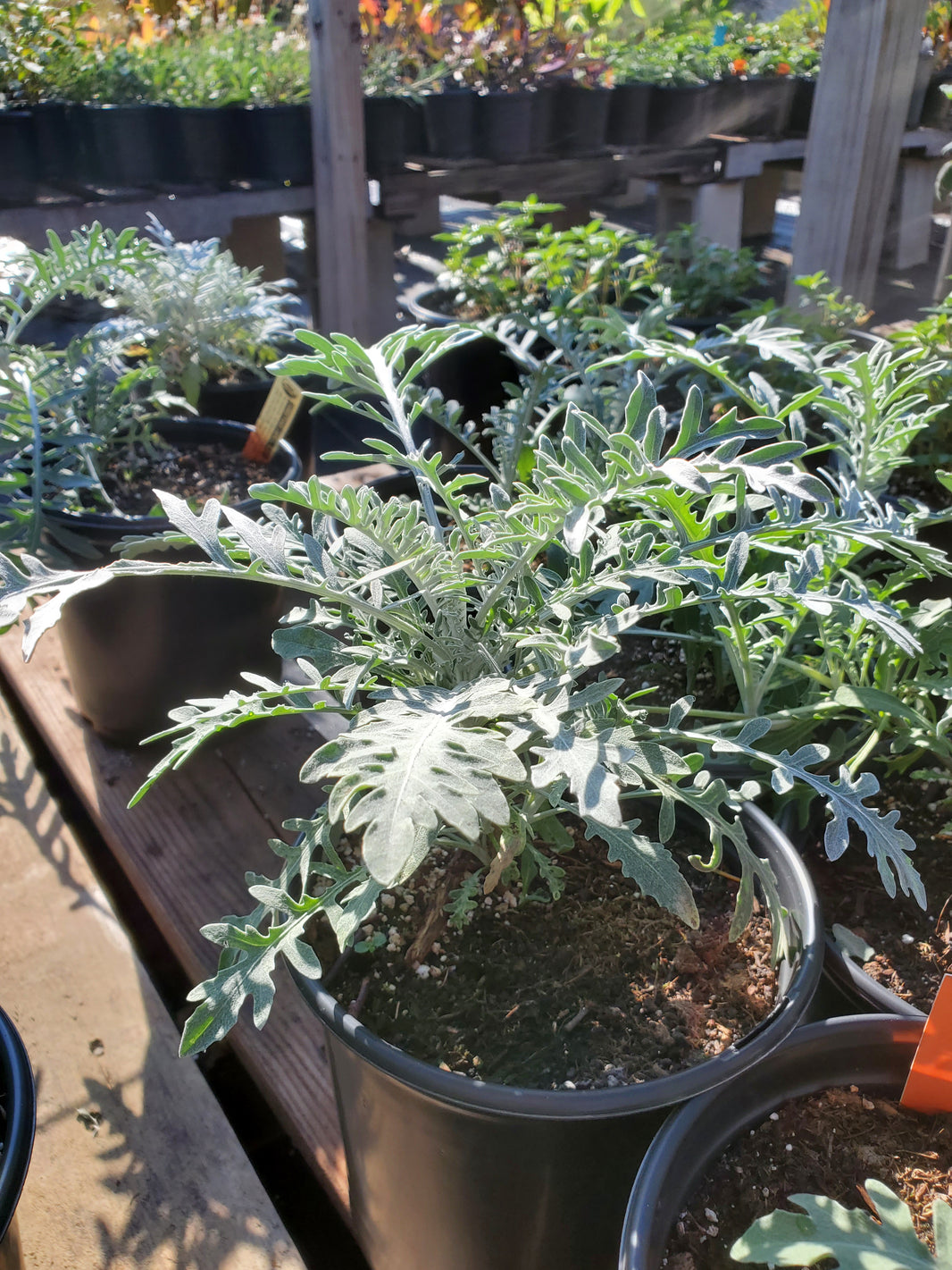 Perennials – Lone Star Nursery