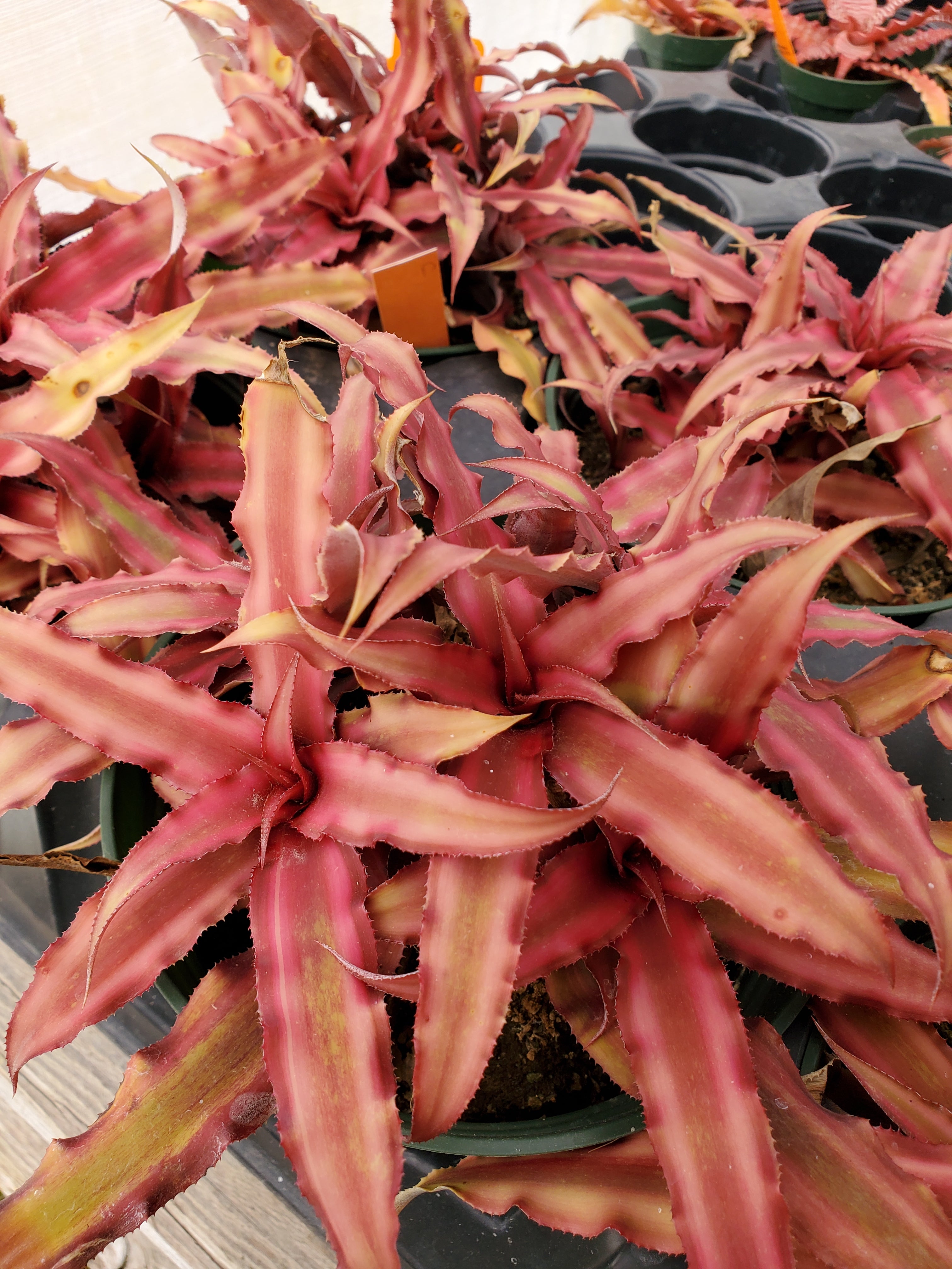 Cryptanthus Bivittatus Ruby Star Nursery San Marcos Lone Star Nursery cryptanthus-bivittatus-ruby-star-nursery-san-marcos-lone-star-nursery