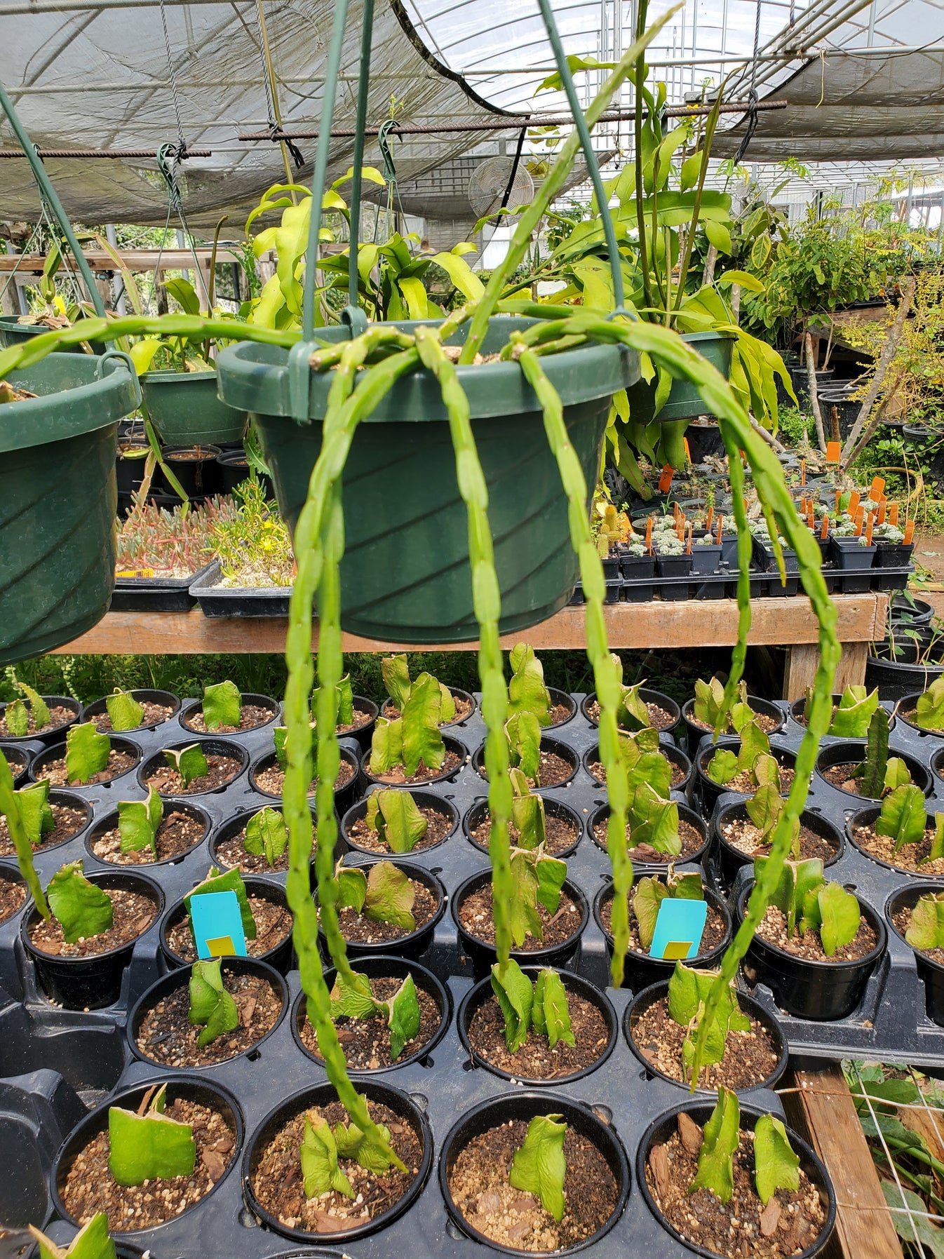 Rhipsalis paradoxa --Chain Cactus-- - Lone Star Nursery