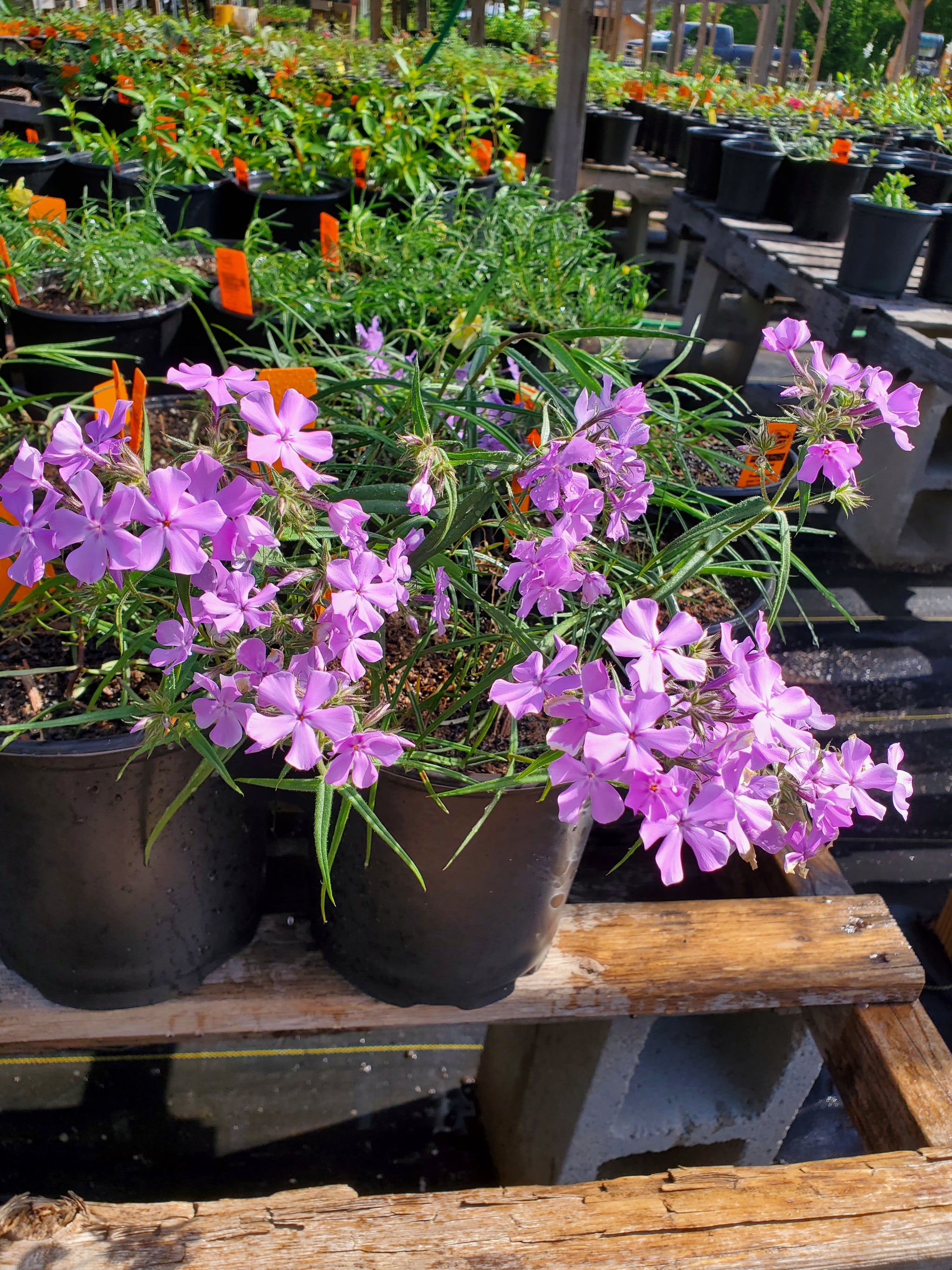 Phlox pilosa --Prairie Phlox-- - Lone Star Gardening – Lone Star Nursery