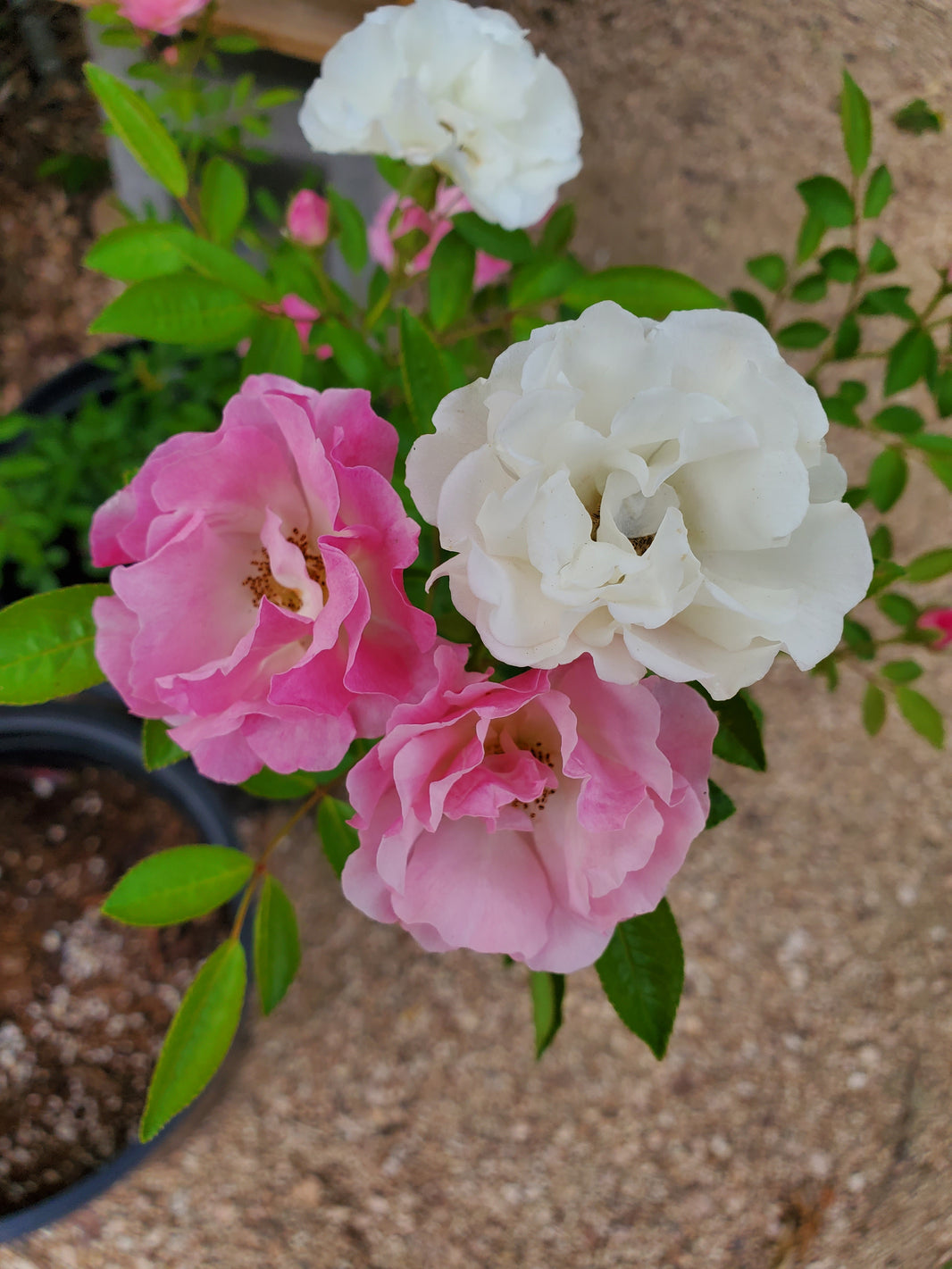 Perennials – Lone Star Nursery