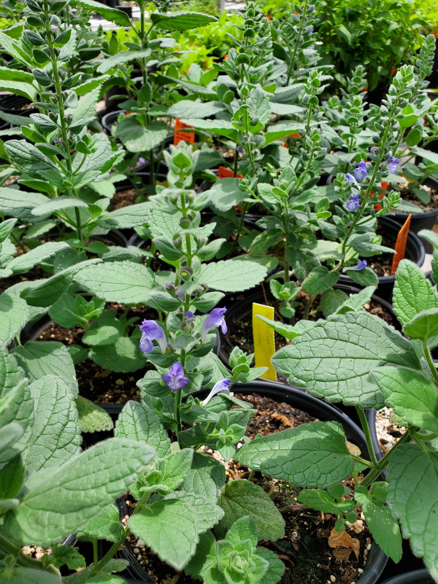 Scutellaria ovata --Heartleaf Skullcap-- - Nursery Lockhart – Lone Star ...