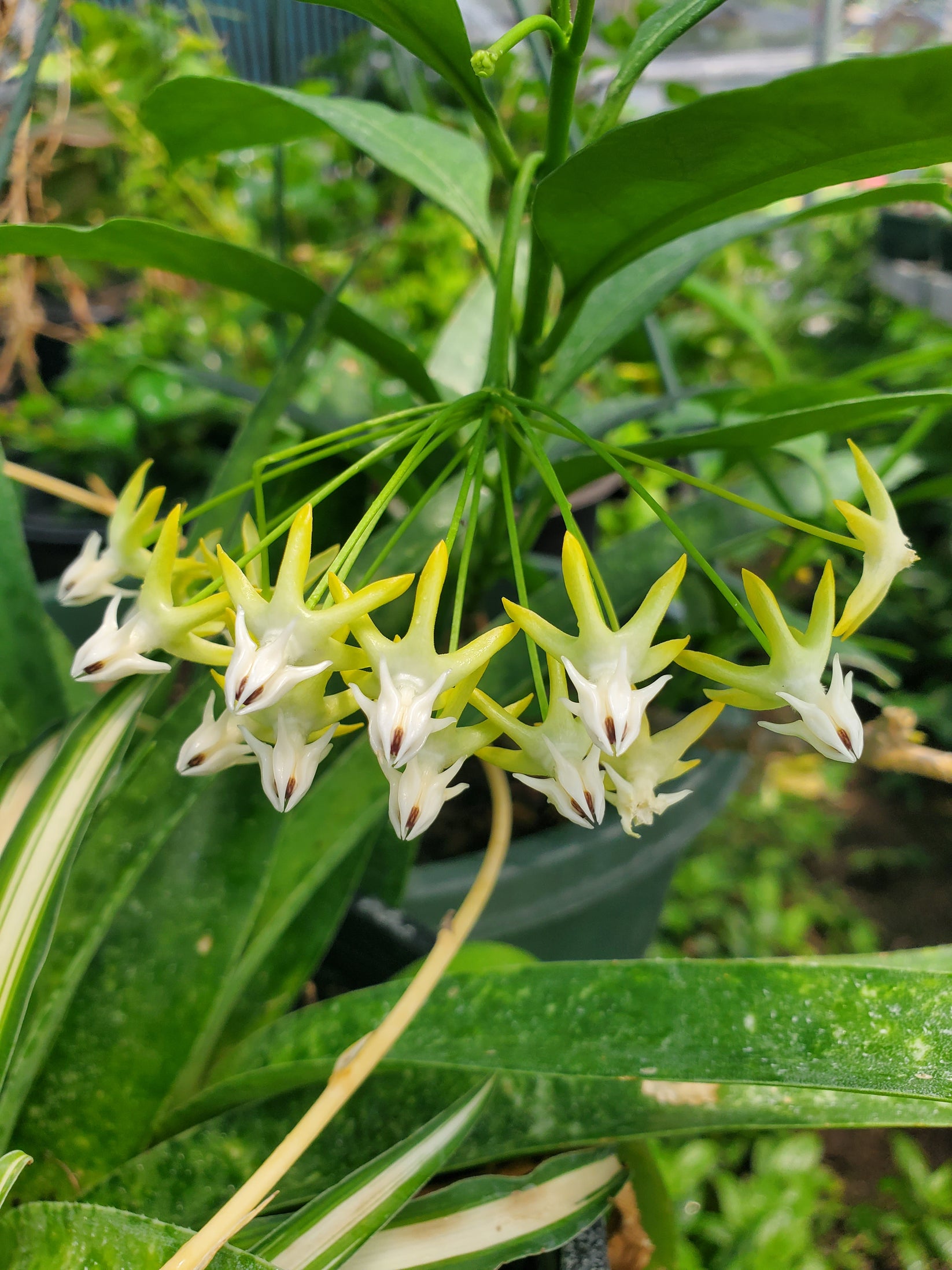 Hoya multiflora --Shooting Stars Wax Plant-- - Nursery Austin – Lone ...