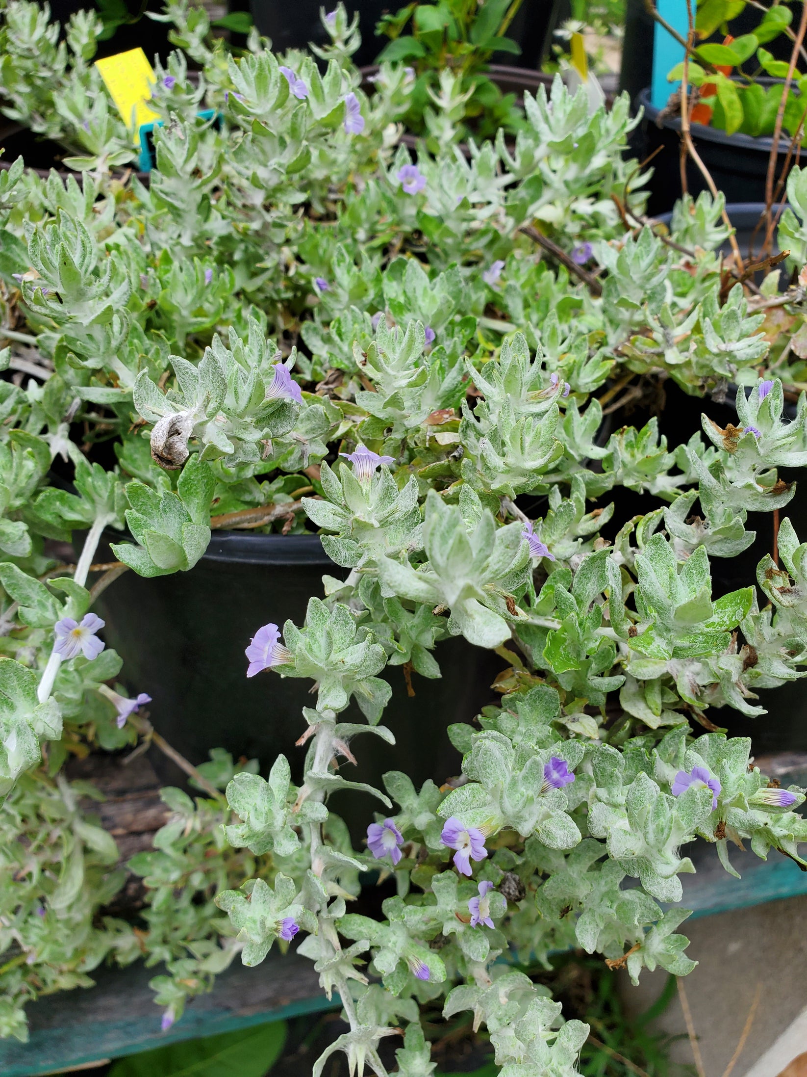 Stemodia lanata --Woolly Stemodia-- - Gardening Delivery – Lone Star ...