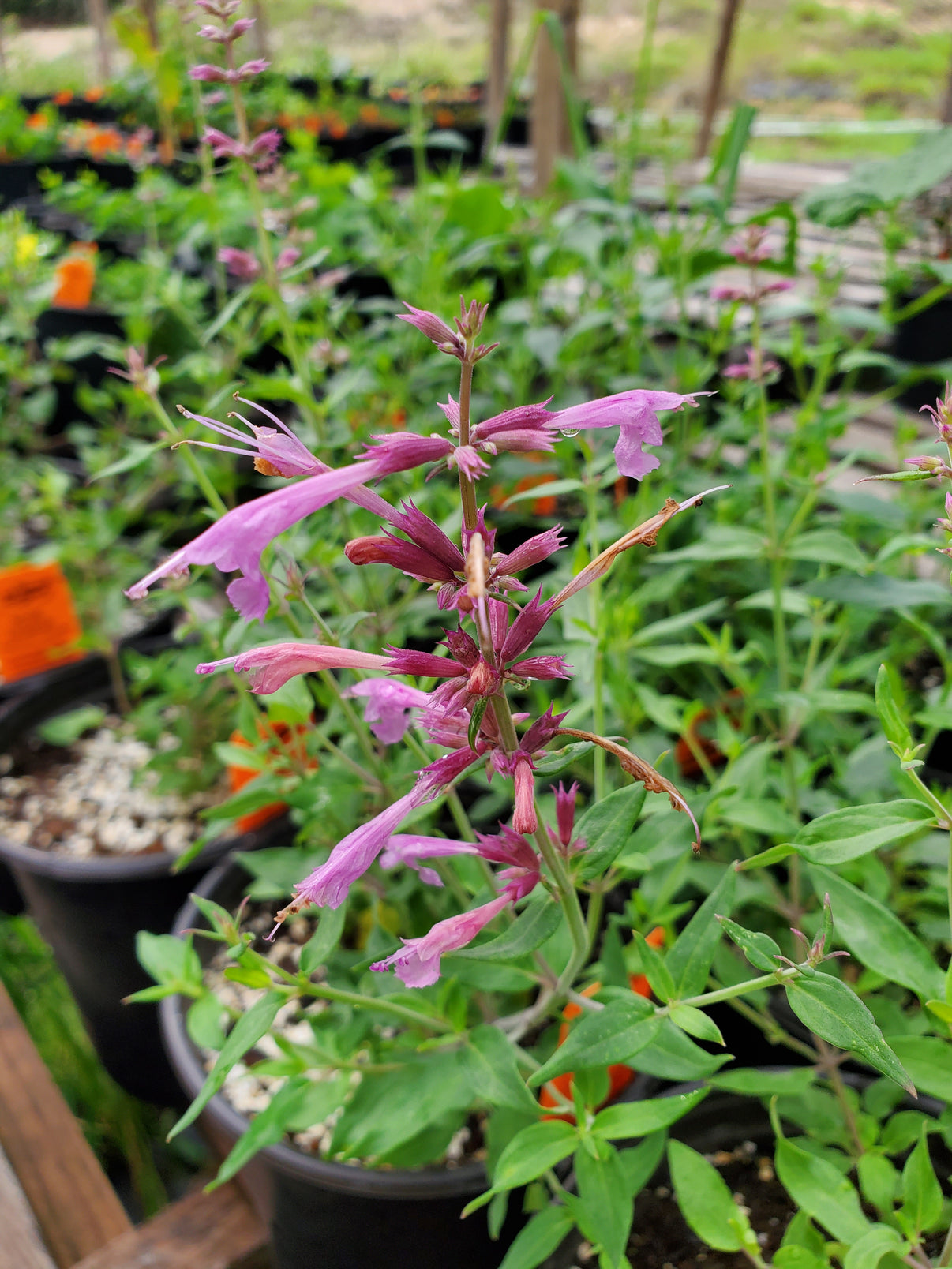 Agastache rupestris --Rose Hyssop-- - Gardening Delivery – Lone Star ...