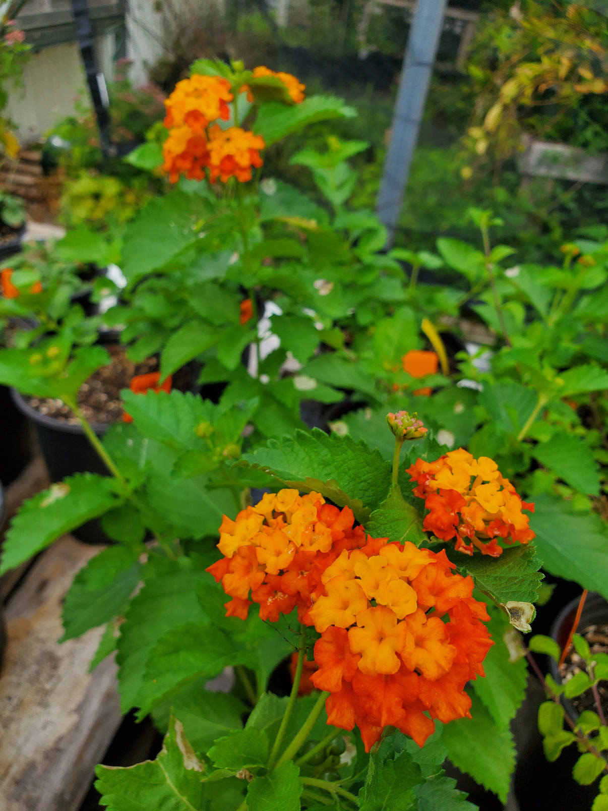 Lantana urticoides --Texas Lantana-- - Lone Star Gardens – Lone Star ...