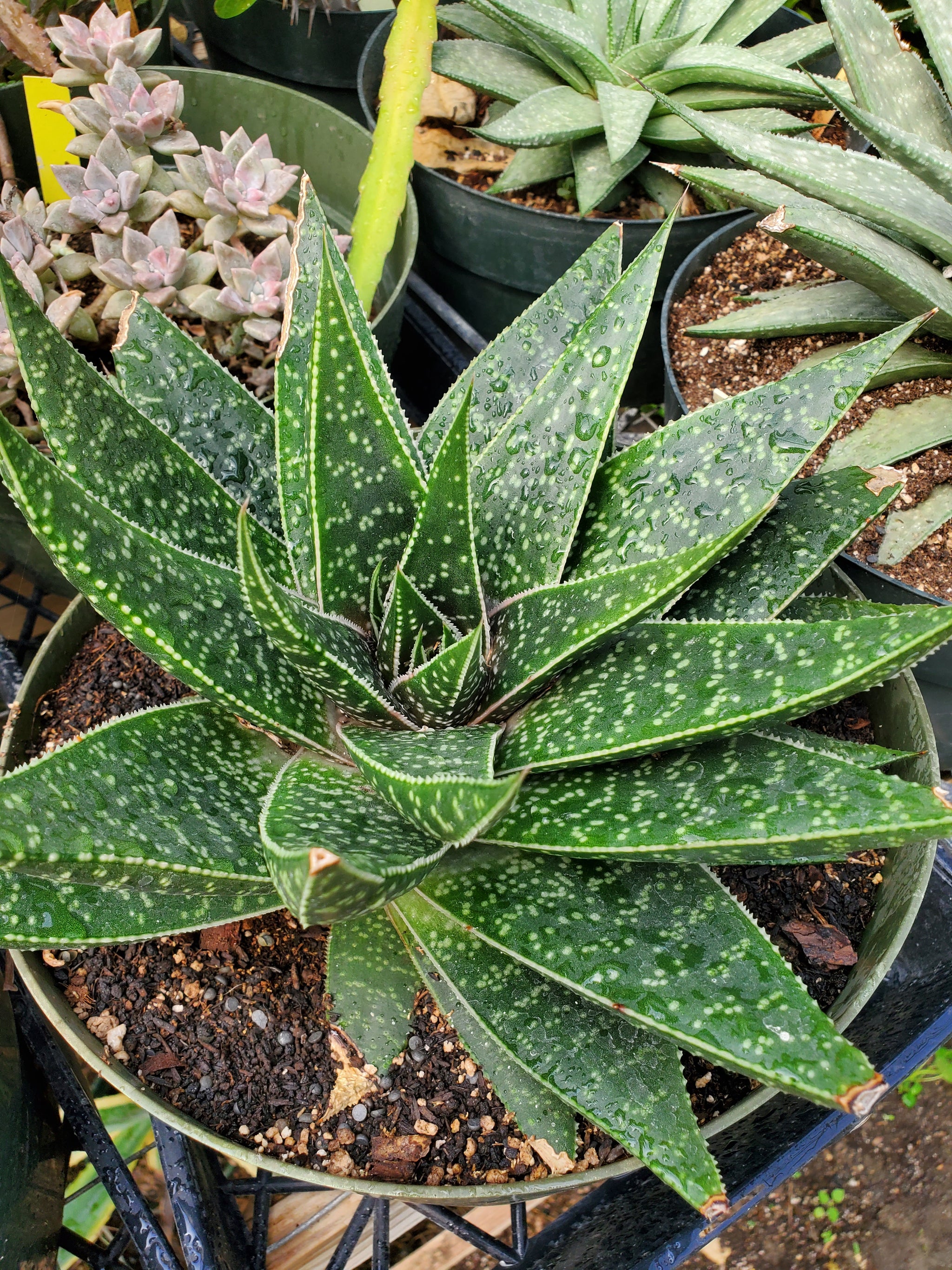 Gasteraloe 'Limpopo' - Nursery Delivery – Lone Star Nursery
