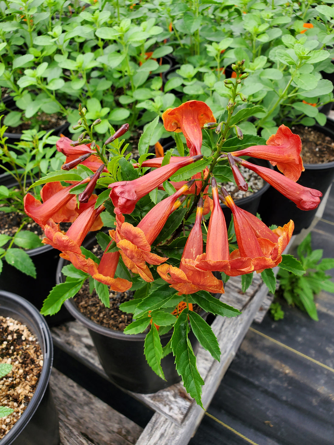 Tecoma x. --Red Bells Esperanza-- - Nursery San Marcos – Lone Star Nursery