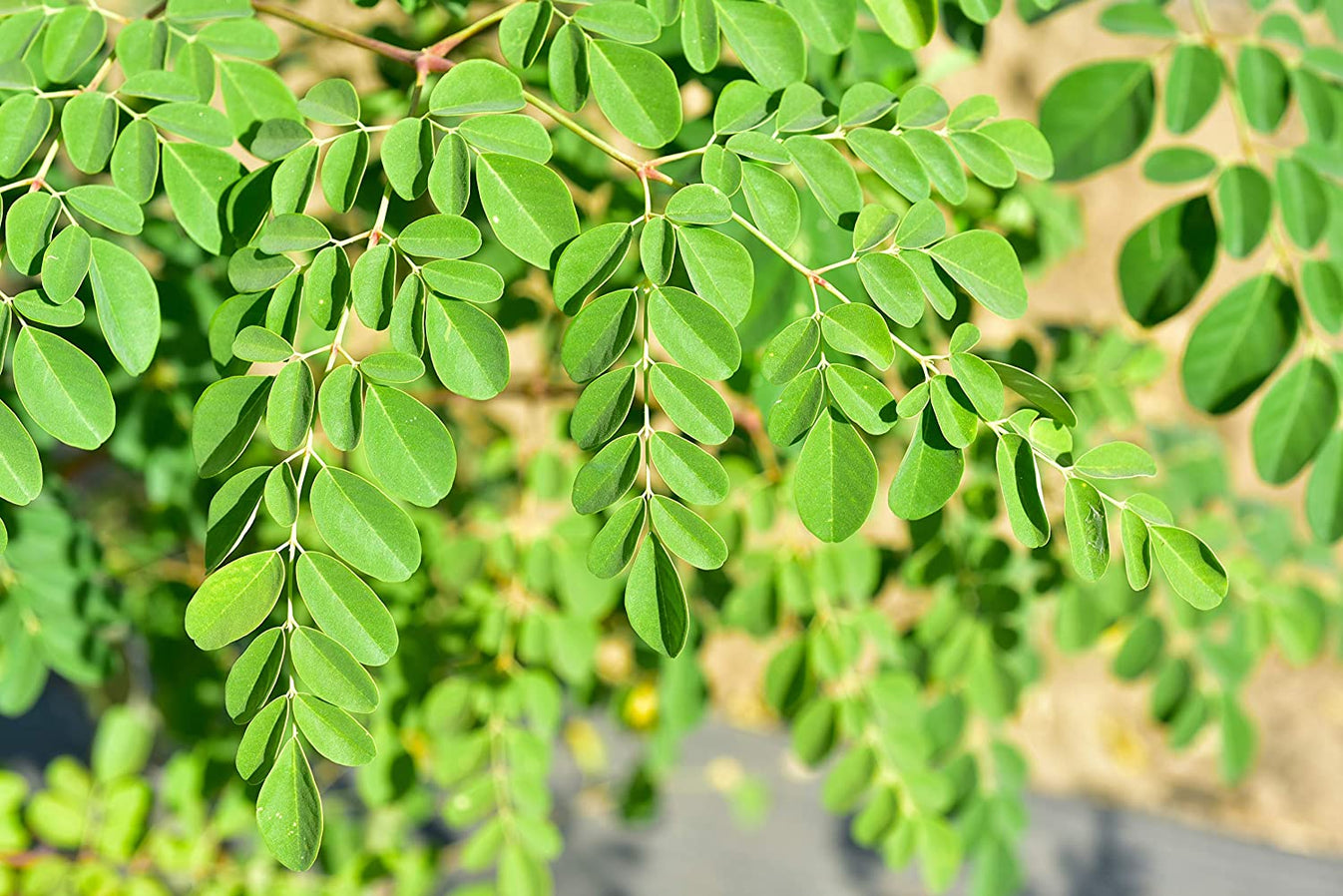 MORINGA 'Dwarf' --Moringa oleifera 'PKM 1'-- - Nursery Austin – Lone ...