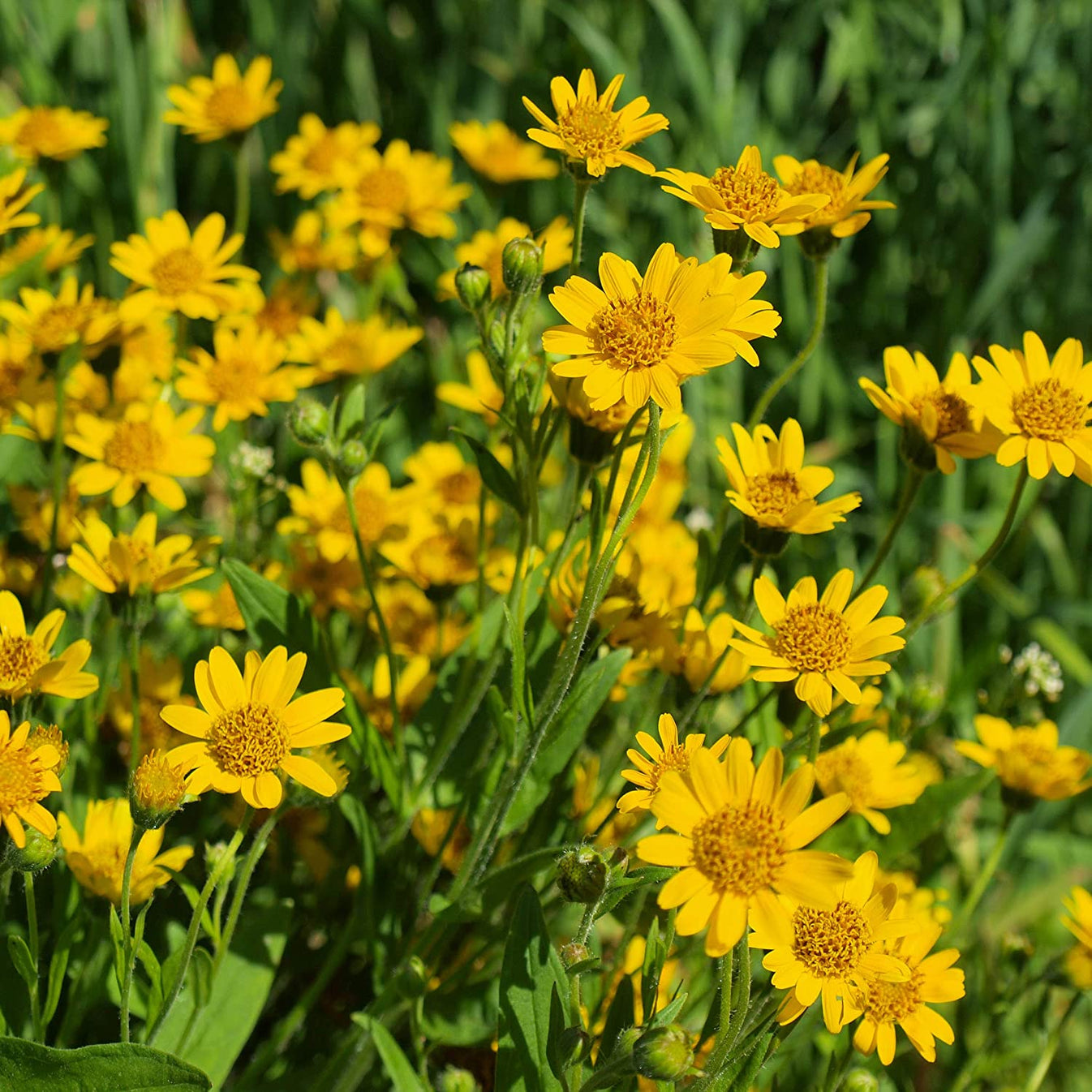 ARNICA 'Mexican' --Heterotheca inuloides-- - Lone Star Plants – Lone ...
